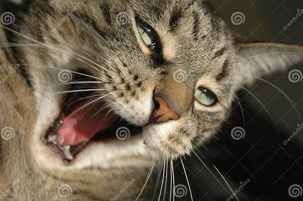 Fierce Kitty stock photo. Image of feline, loud, face - 22778646