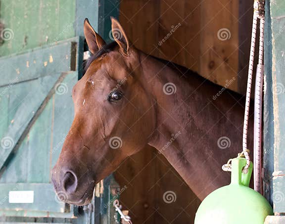 Fierce Lady - Super Fast Filly Stock Photo - Image of competitive ...