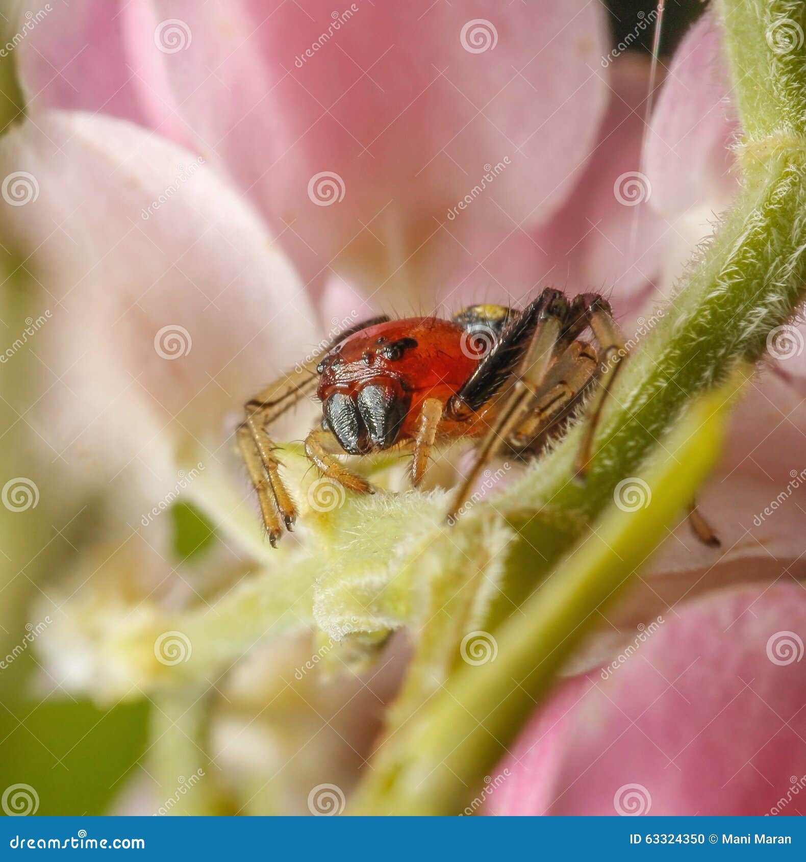 Fierce Look stock photo. Image of look, spiders, fierce - 63324350