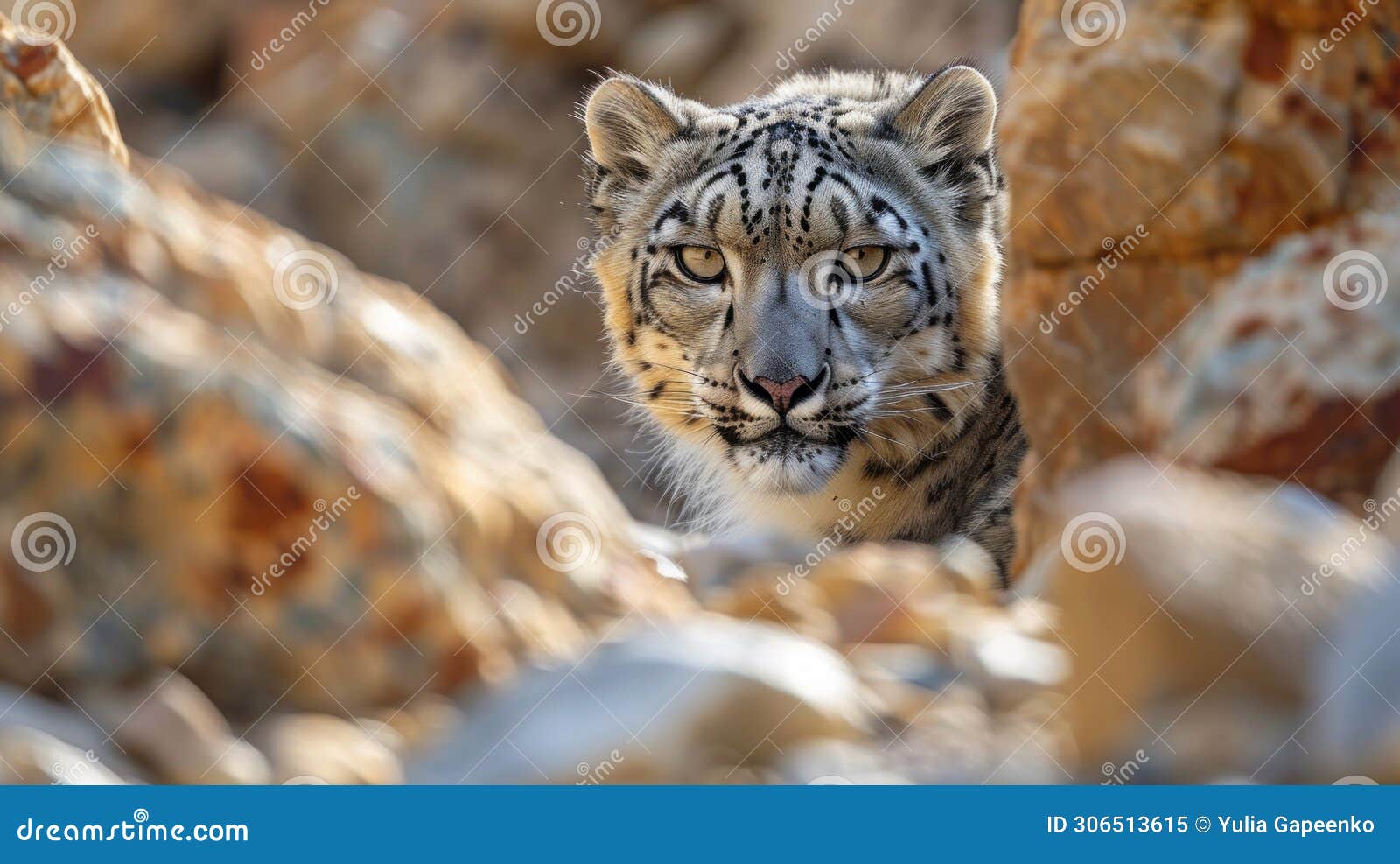 A Fierce-looking Snow Leopard Camouflaged among the Rocky Himalayan ...