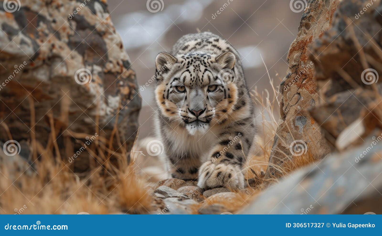 A Fierce-looking Snow Leopard Camouflaged among the Rocky Himalayan ...