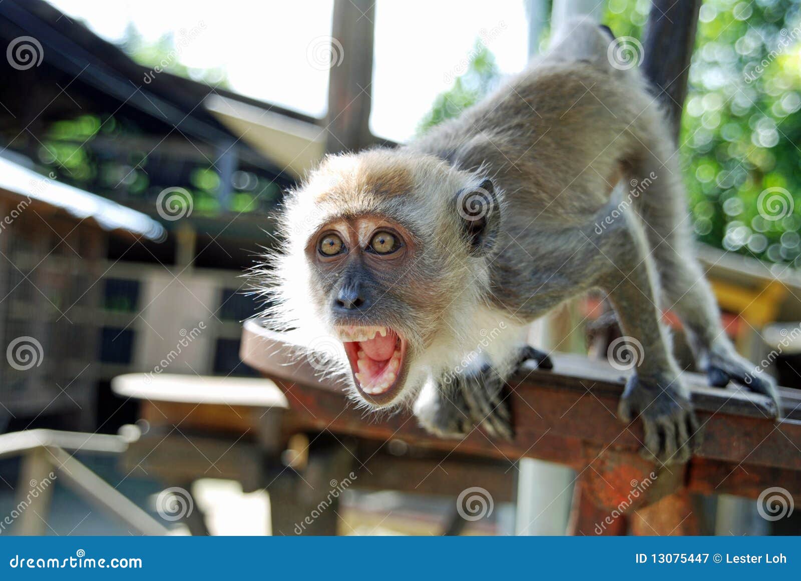 Fierce monkey stock image. Image of defending, power - 13075447