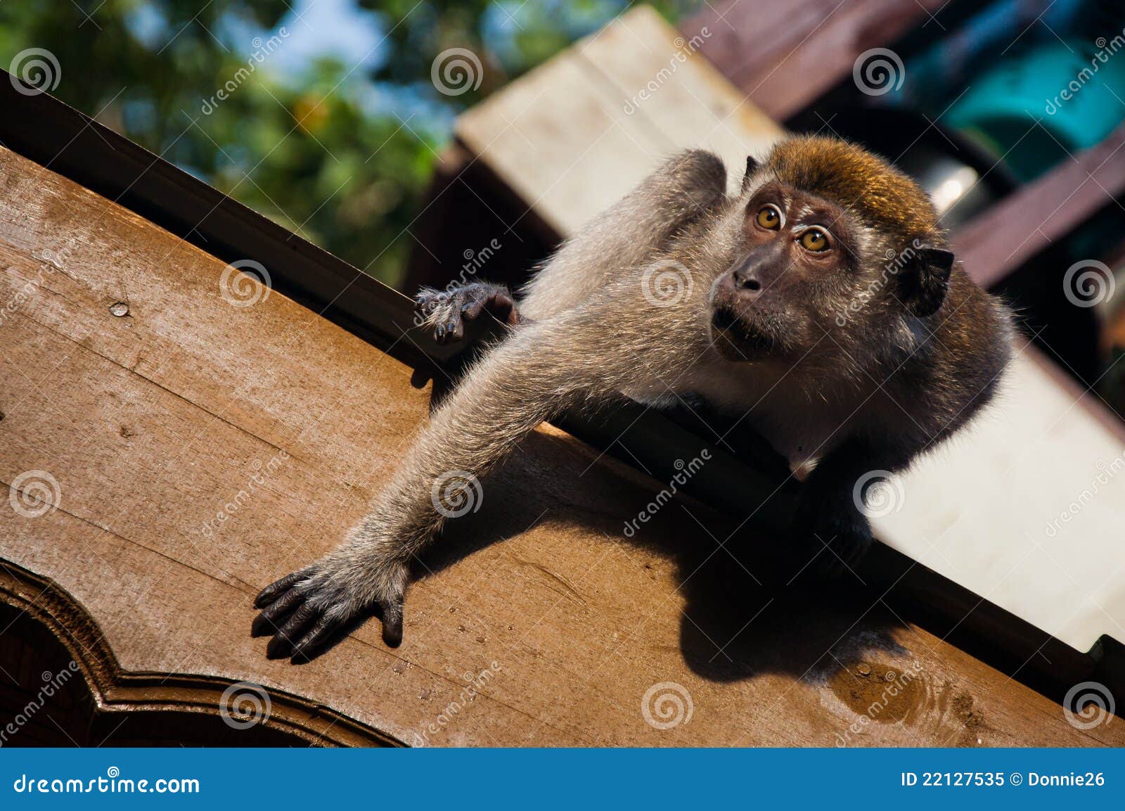 Fierce monkey stock image. Image of animals, intense - 22127535