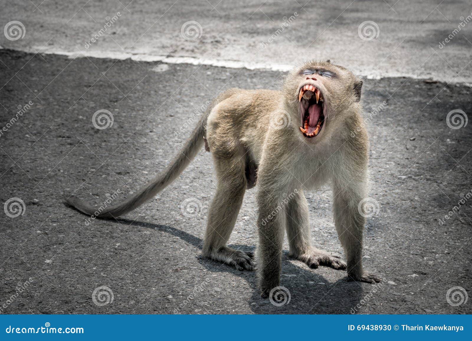 Fierce Monkey Lives in a Natural Stock Photo - Image of monkeys, cute ...