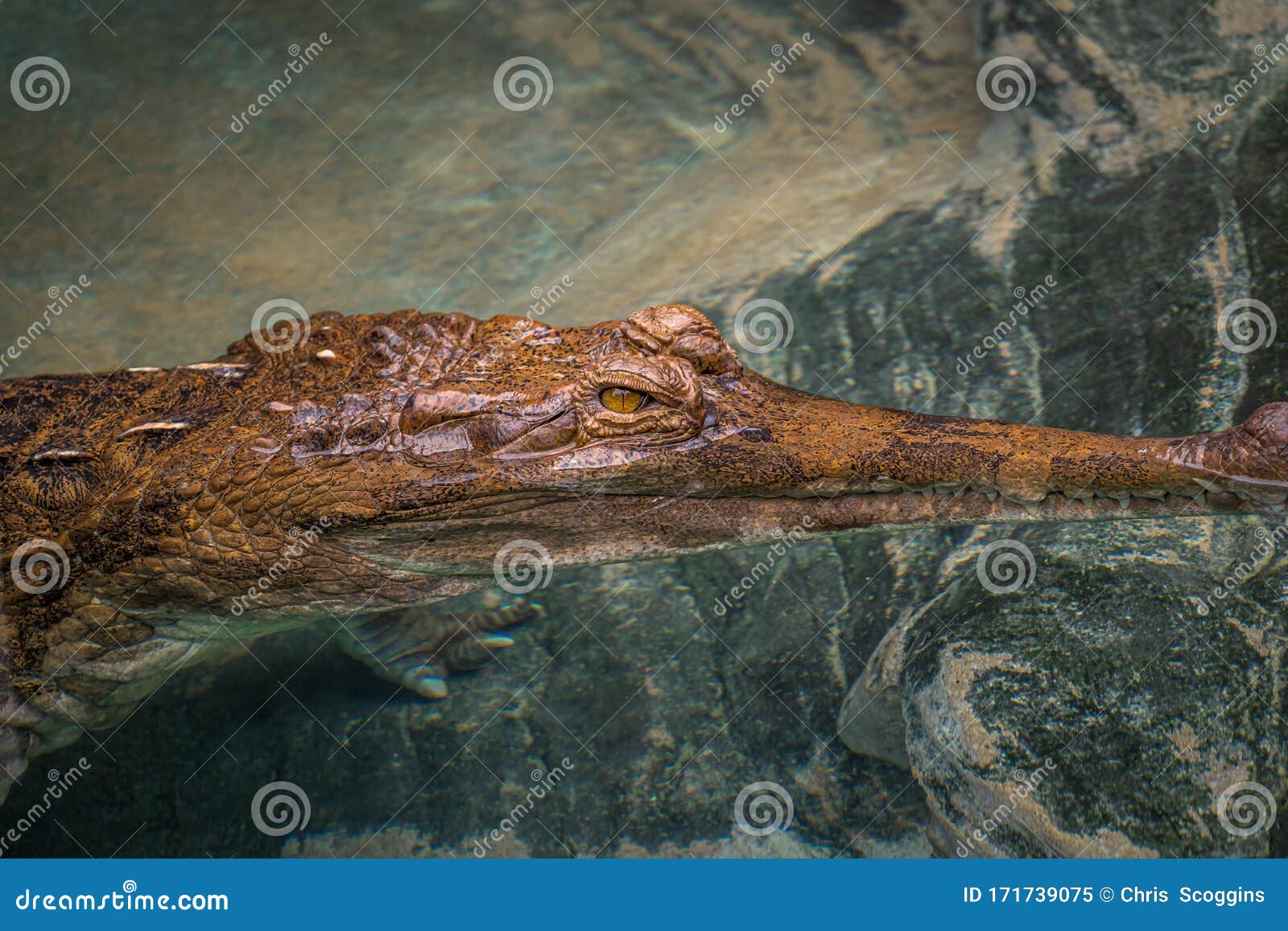 The Fierce Predator, the Alligator Stock Image - Image of predator ...