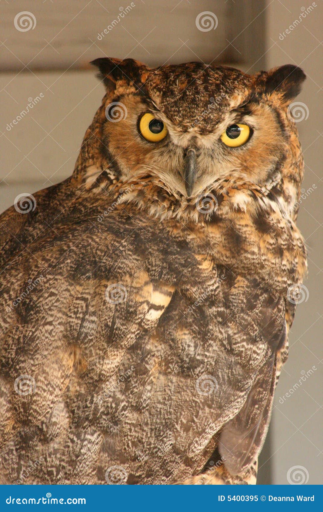 Fierce and Proud Owl stock image. Image of pride, eyes - 5400395