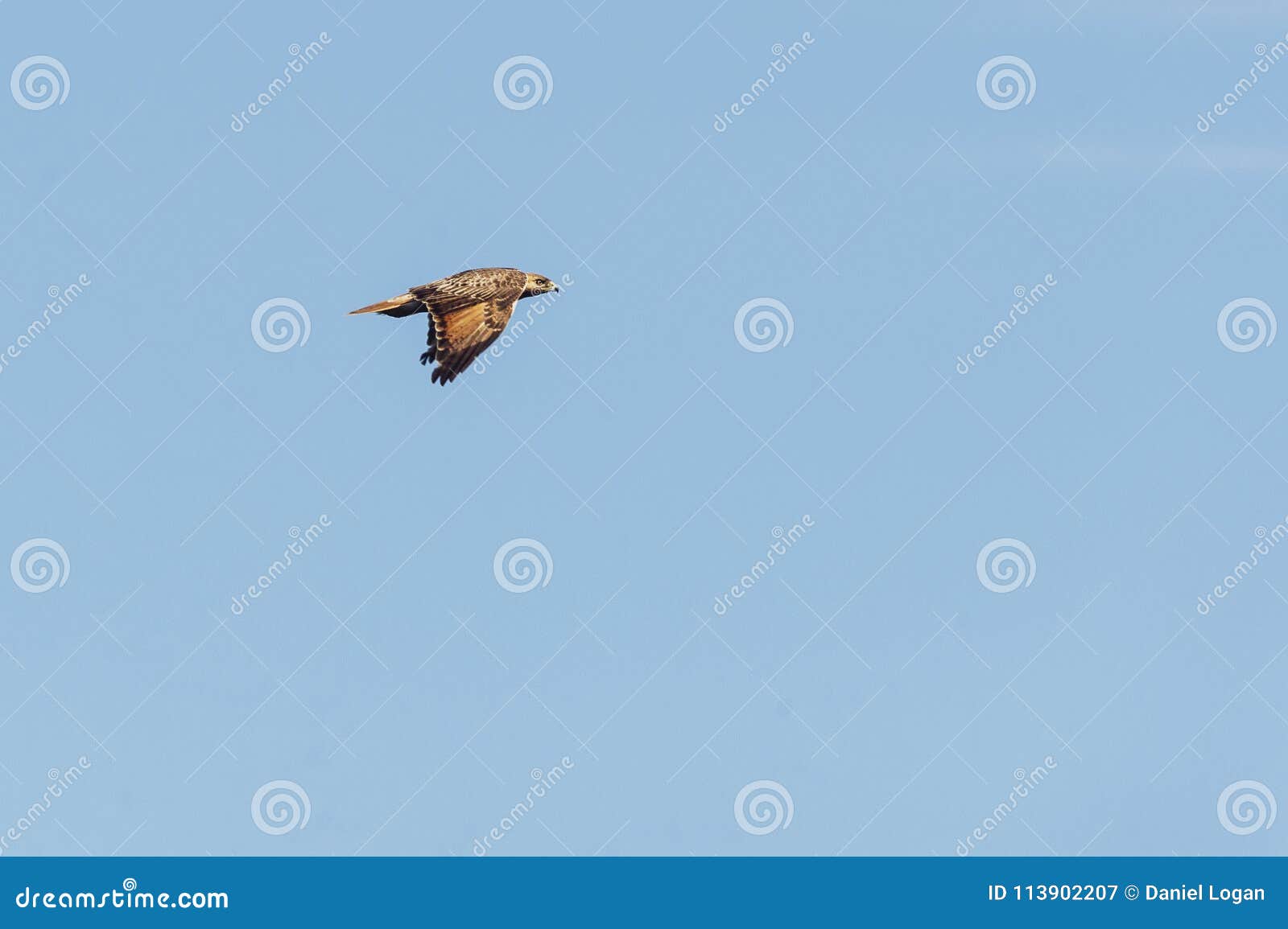 Fierce Red-tailed Hawk stock image. Image of massachusetts - 113902207