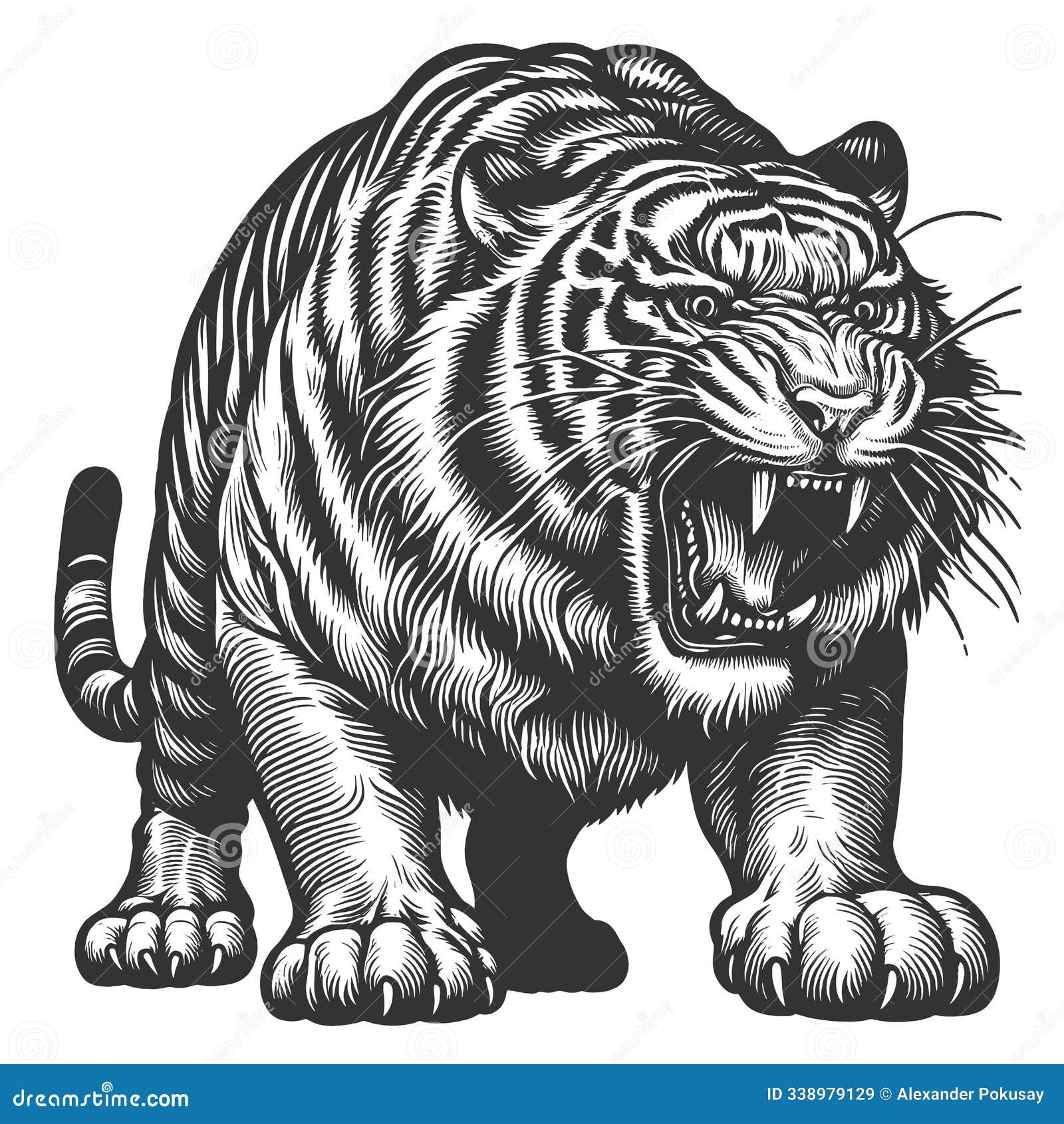 White Tiger Growling Drawing