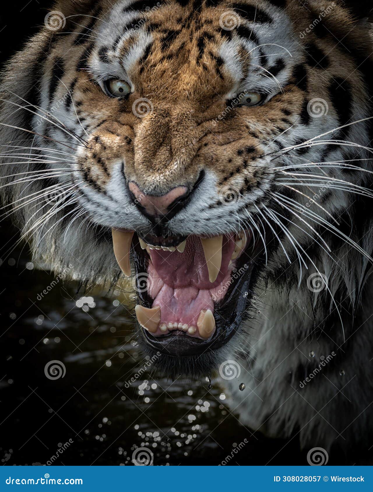 Fierce Siberian Tiger Baring Its Sharp Teeth in a Threatening Display Stock Image - Image of ...