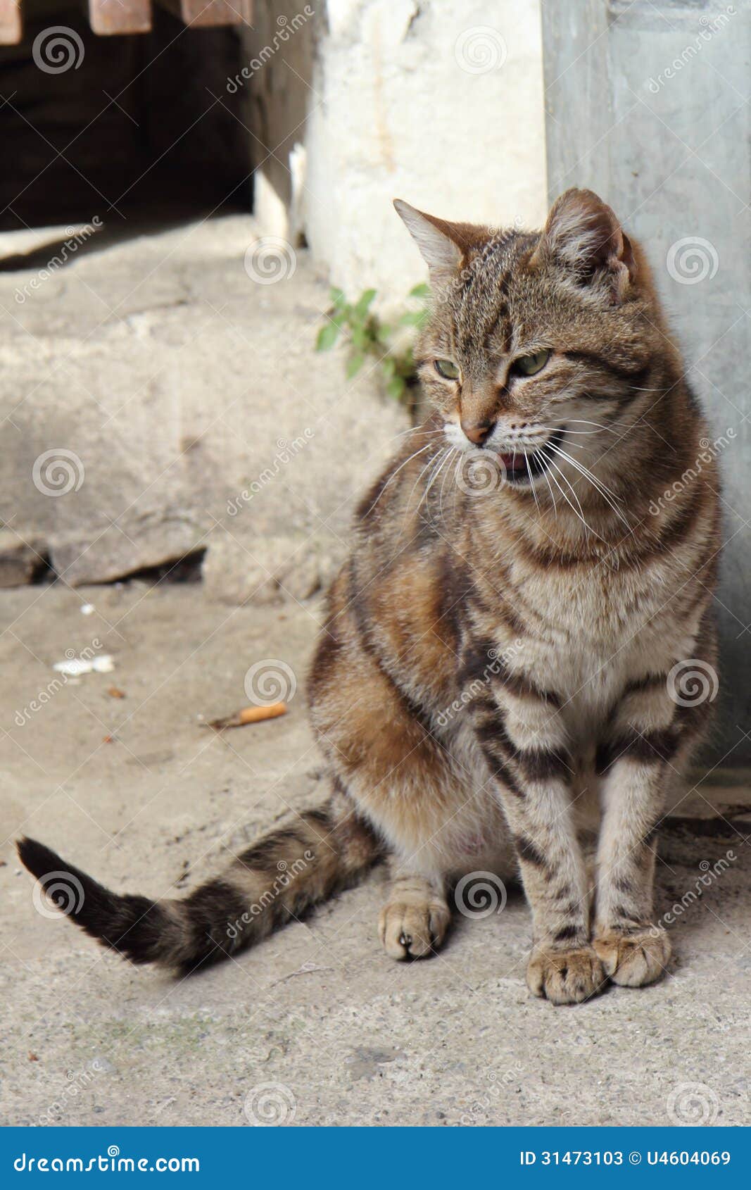 Fierce Stripe Cat Open Mouth with Sharp Teeth Stock Image - Image of ...
