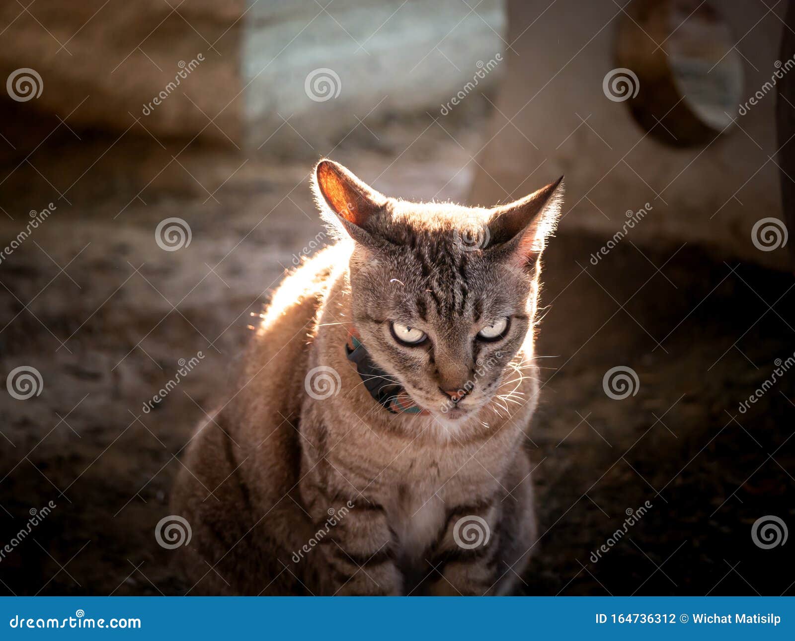 Fierce Cat Stock Photos - Download 6,250 Royalty Free Photos