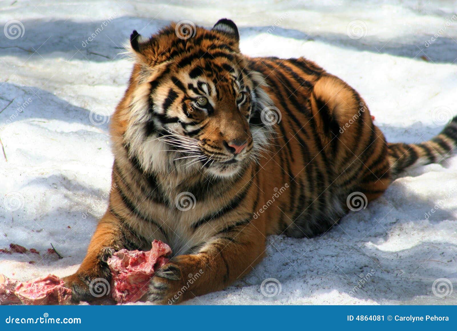 Fierce Tiger Stock Image - Image: 4864081