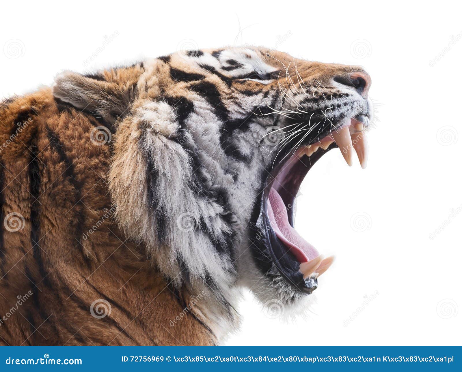 Tiger Cub Roar On White Isolated Background Stock Photography ...