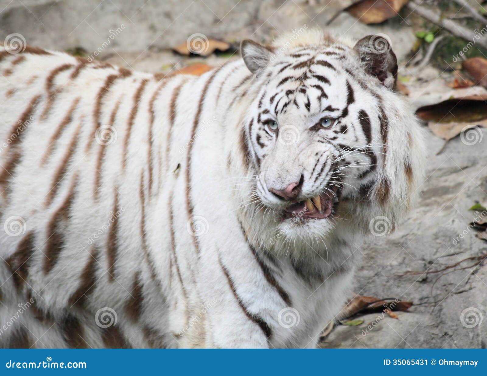 Fierce Tiger Stock Image - Image: 35065431