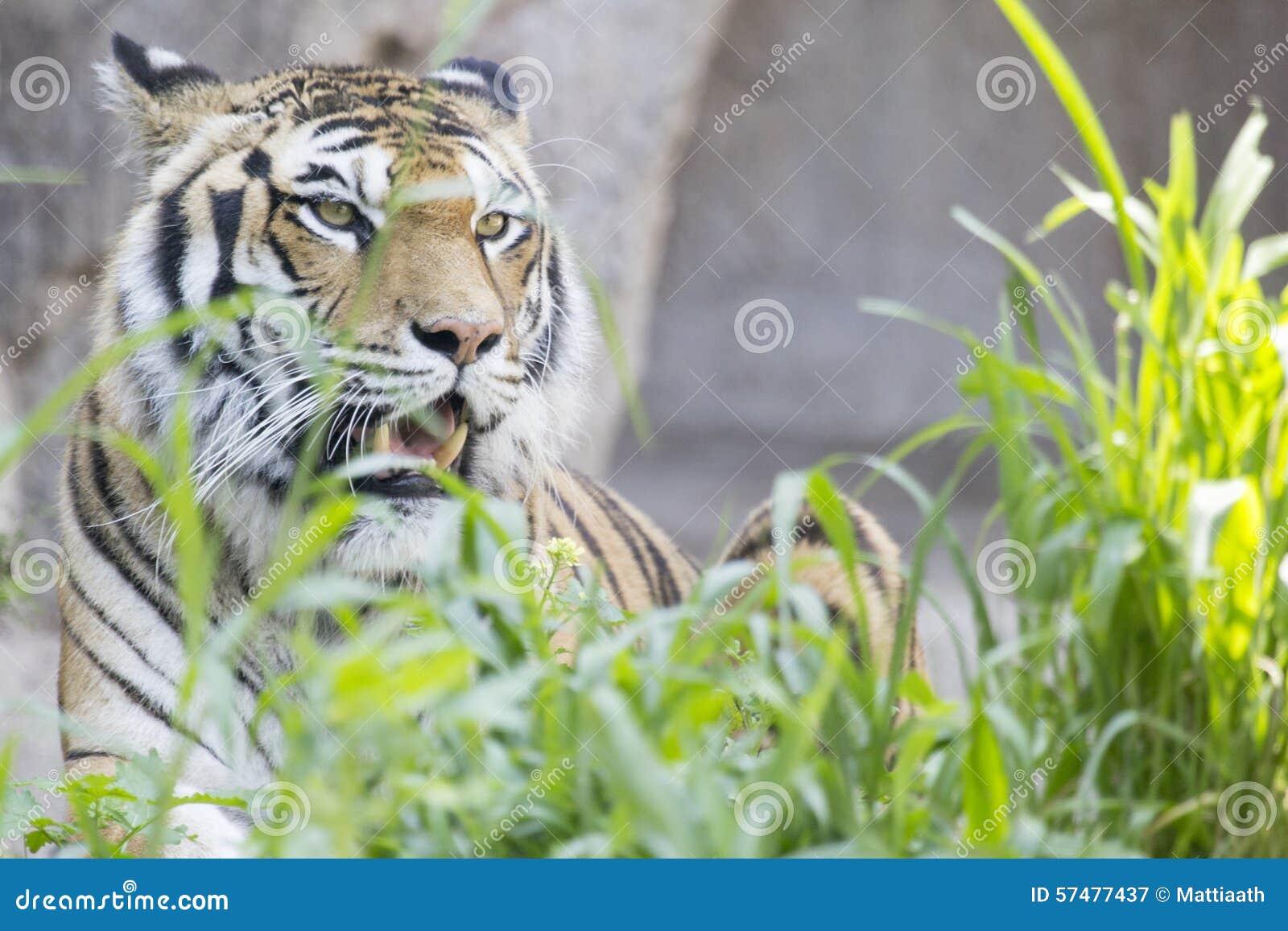 Fierce Tiger Ground Black Background A Beautiful Light Royalty-Free ...
