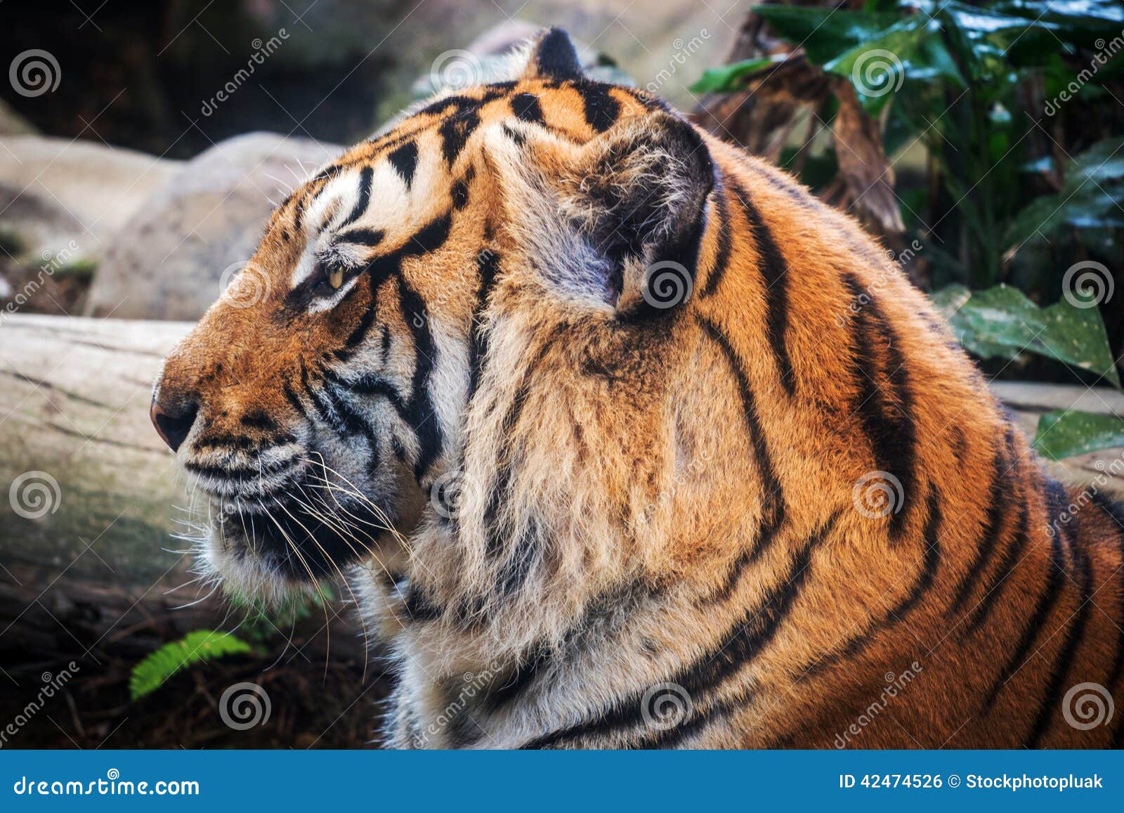 Fierce Tiger Ground Black Background a Beautiful Light Stock Photo ...