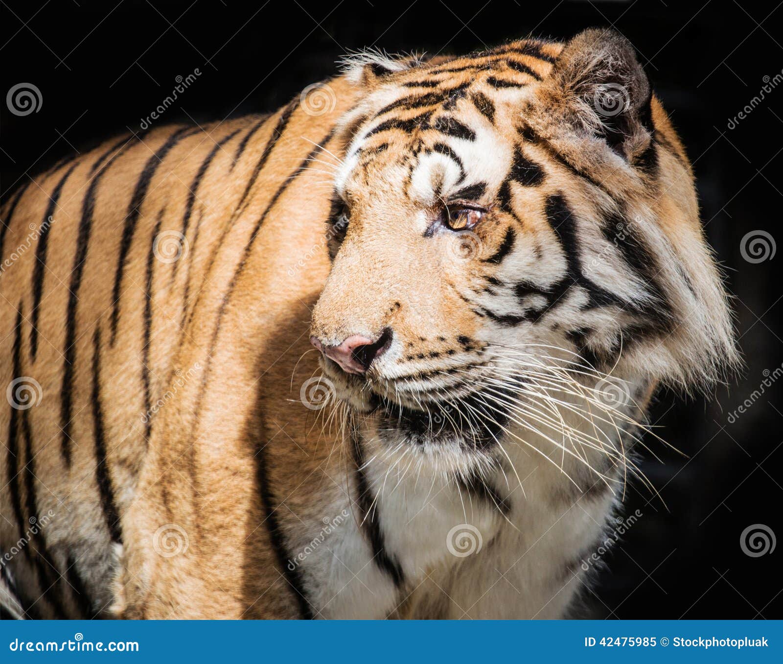 Fierce Tiger Ground Black Background A Beautiful Light Royalty-Free ...