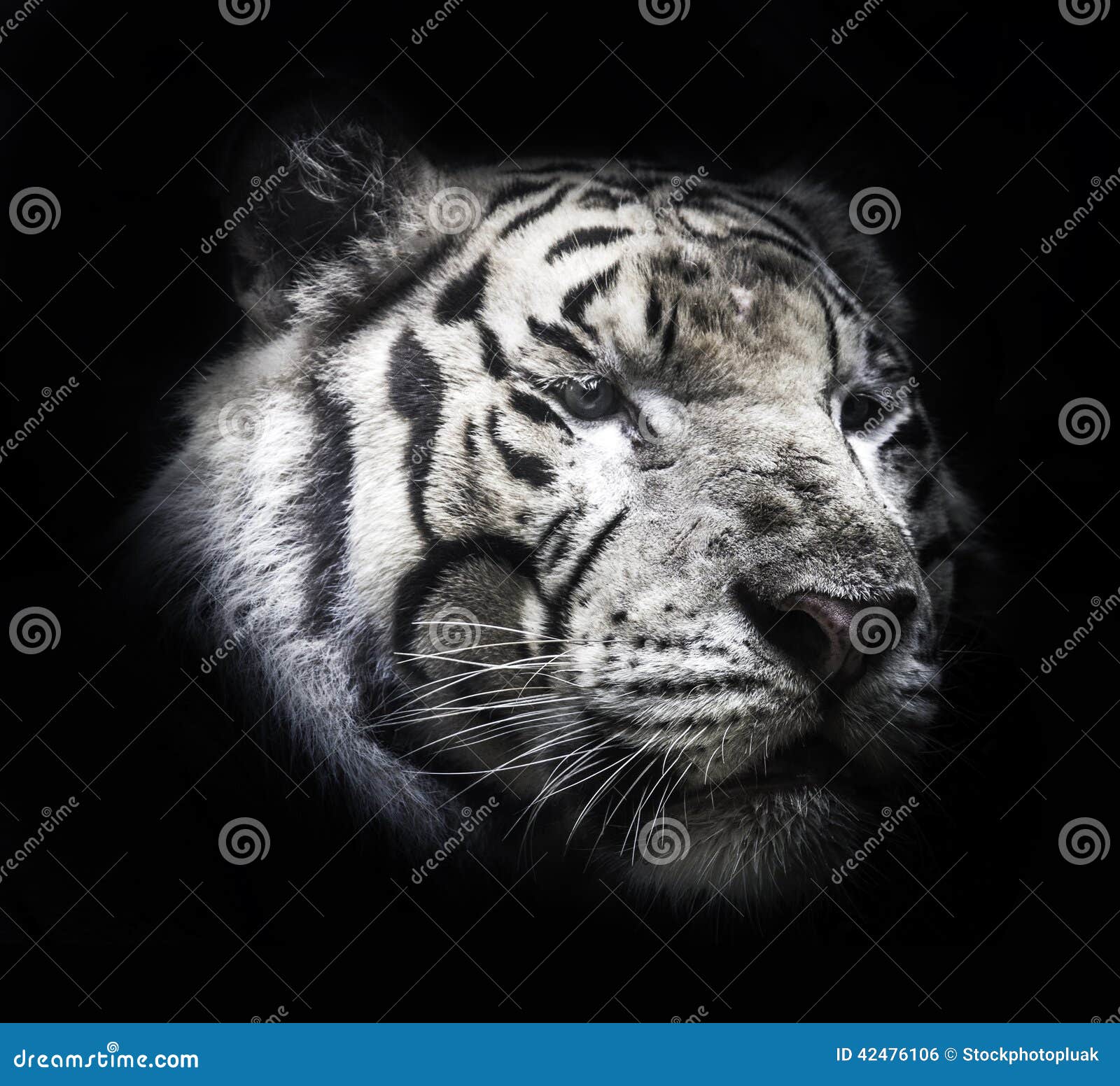 Fierce Tiger Ground Black Background A Beautiful Light Stock Photo ...
