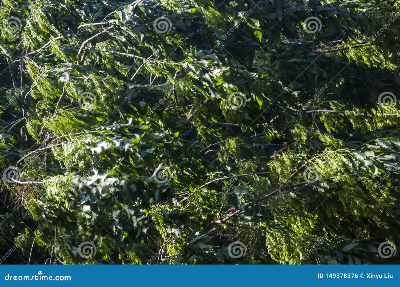 Fierce wind stock photo. Image of tree, green, forest - 149378376
