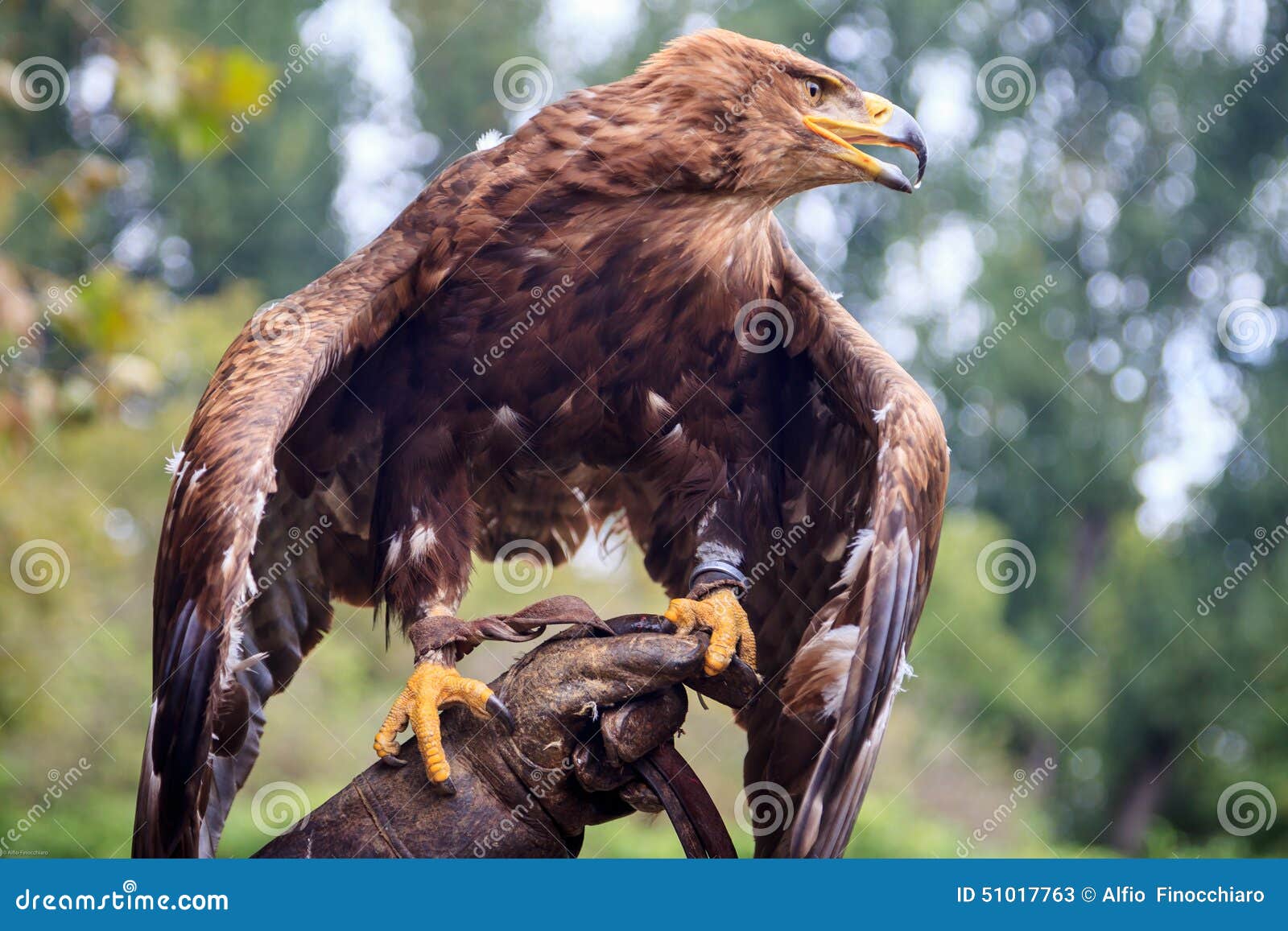Fierceness stock image. Image of beautiful, falcon, hunter - 51017763