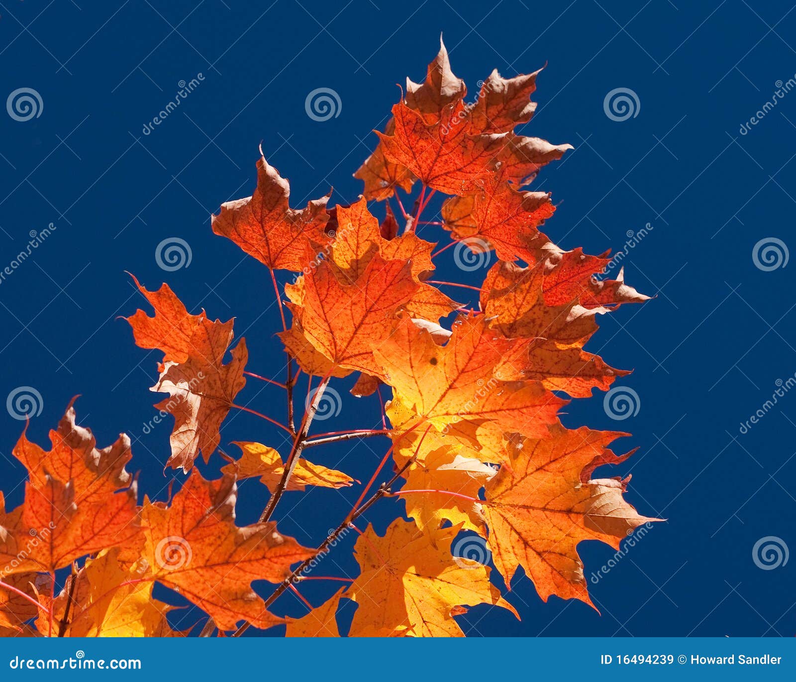 Fiery Autumn Leaves stock image. Image of fall, orange - 16494239
