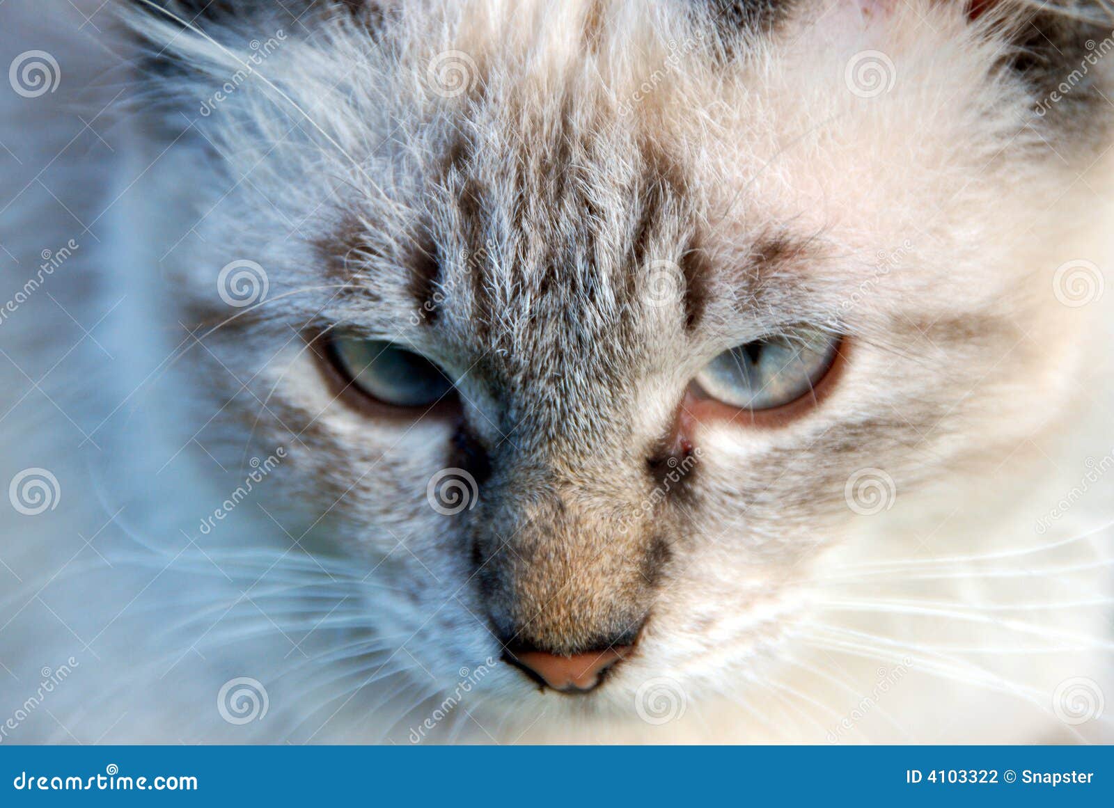 Fiery cat stock photo. Image of moment, animal, time, bliss - 4103322