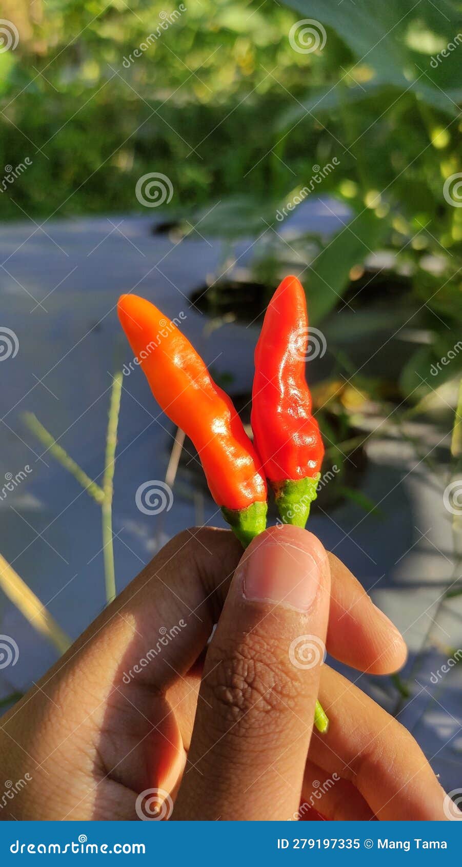 The Fiery Delight: she& X27;s the Hottest Pepper in the Garden! Stock ...