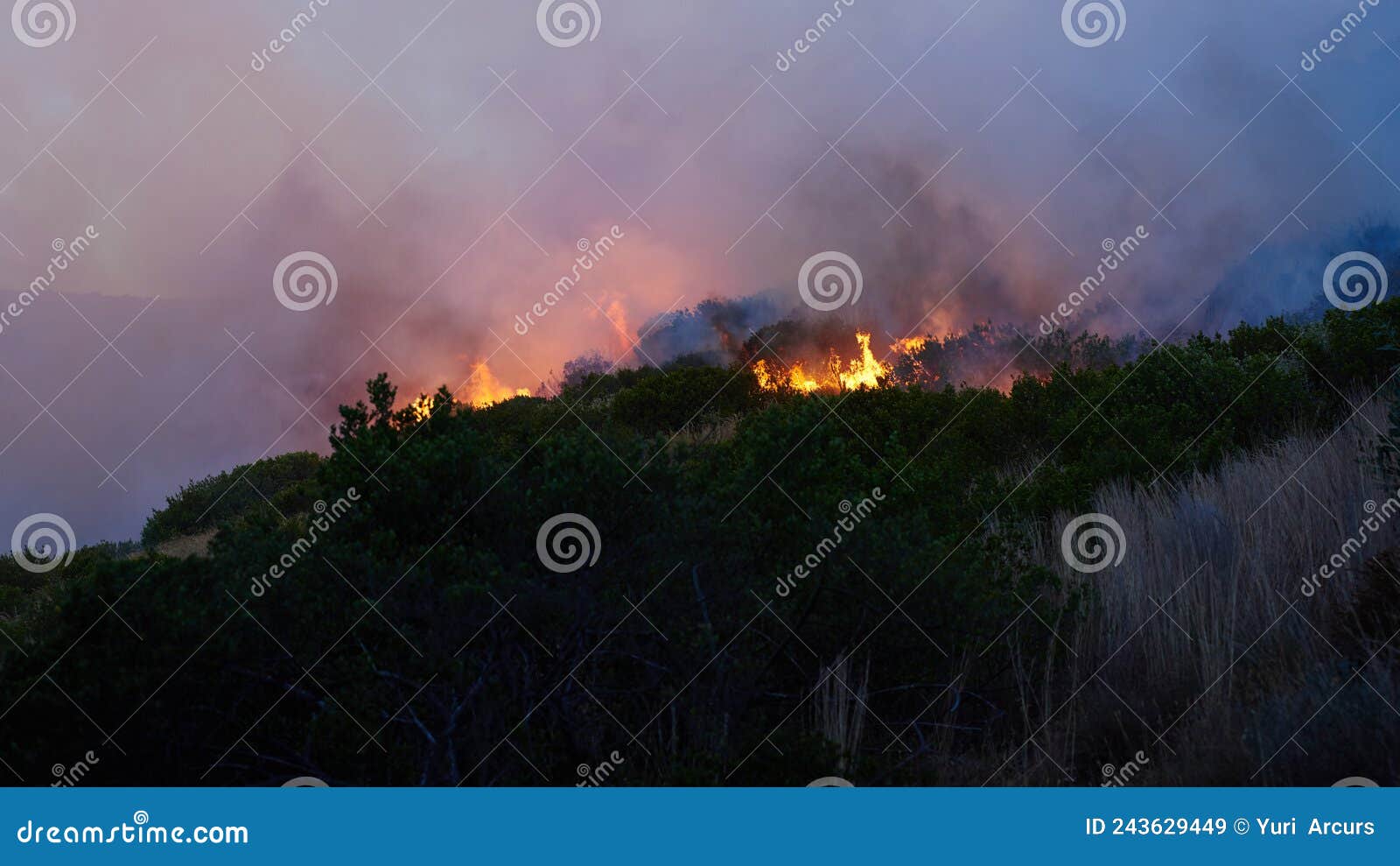 Fiery Destruction. Shot of a Wild Fire Burning. Stock Image - Image of ...