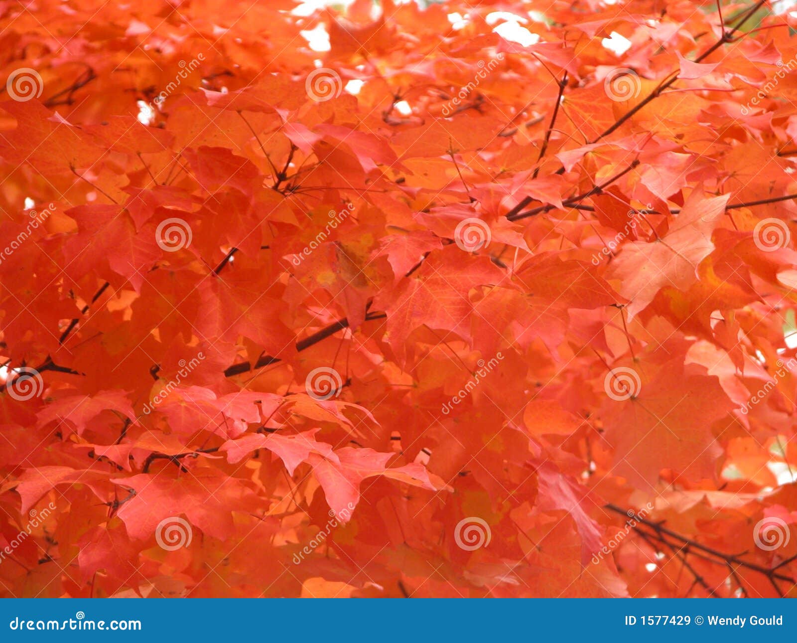 Fiery Fall Foliage At Guadalupe River State Park, Texas Royalty-Free ...