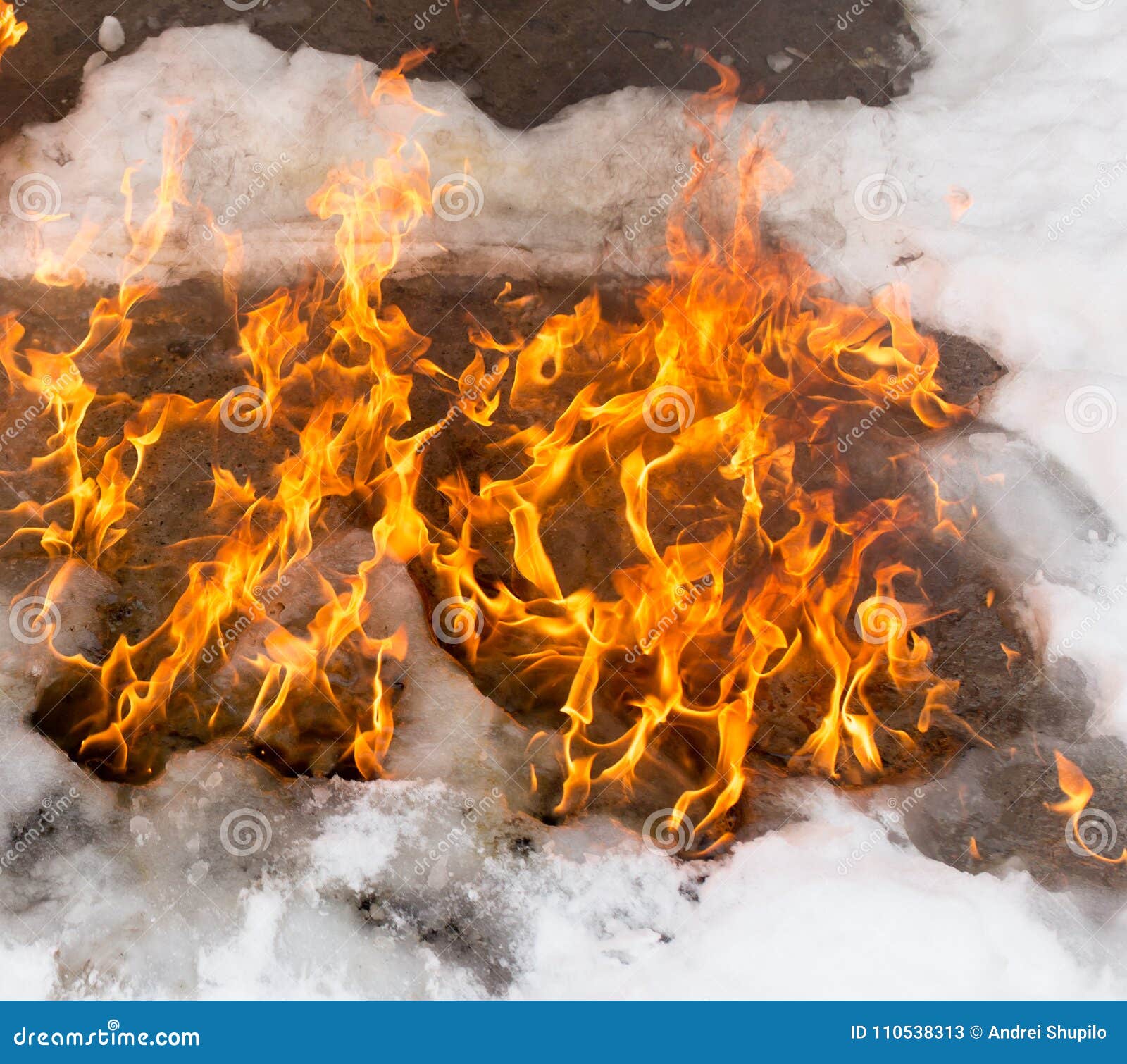 Fiery Flame on the White Snow in Winter Stock Image - Image of nature ...