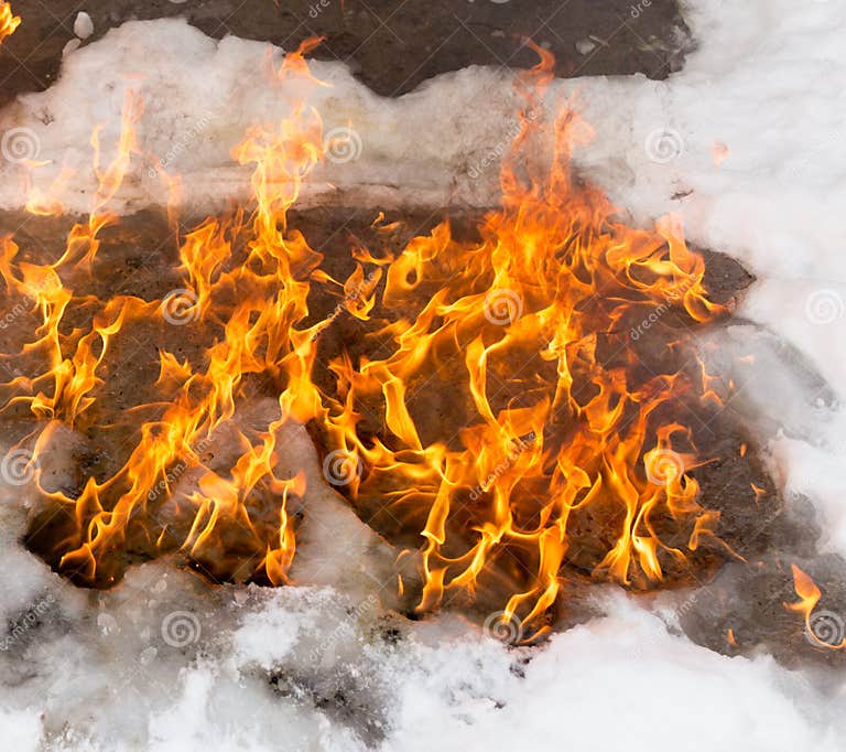 Fiery Flame on the White Snow in Winter Stock Image - Image of nature ...