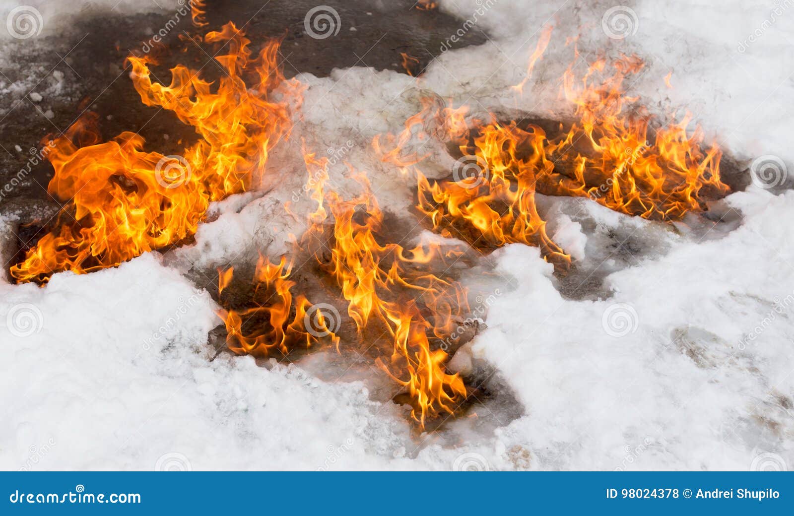 Fiery Flame on the White Snow in Winter Stock Photo - Image of fire ...