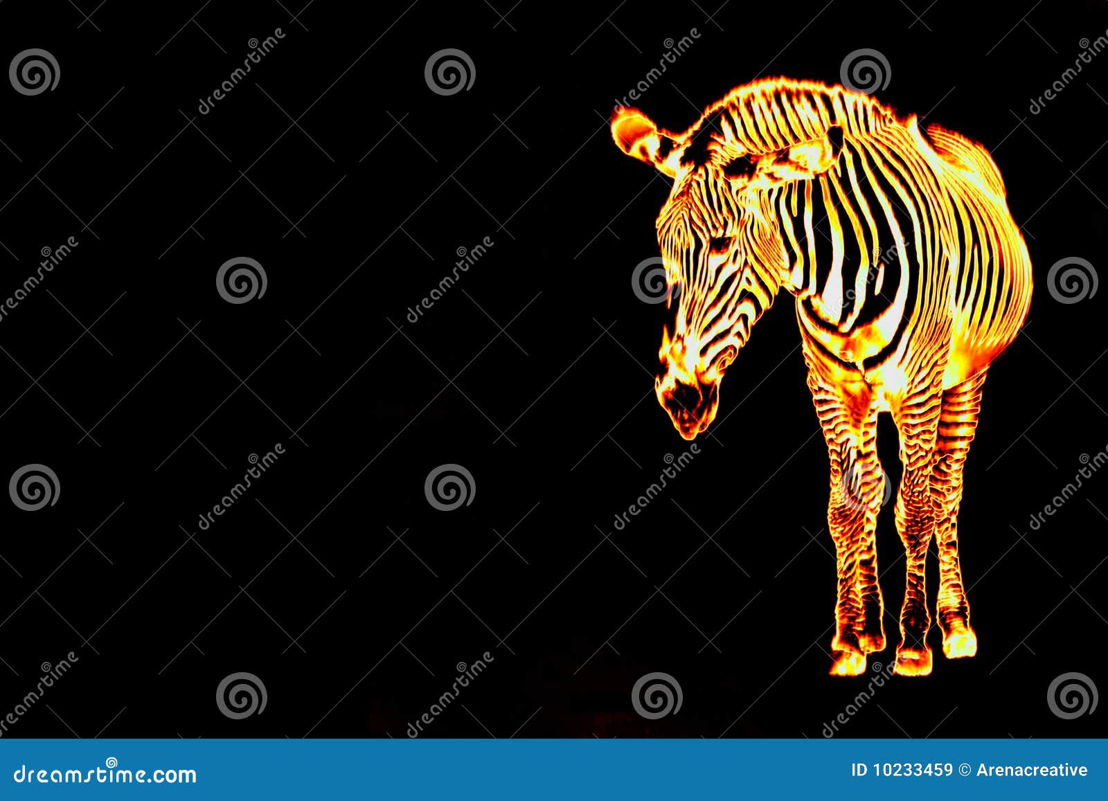 Fiery Flaming Zebra stock illustration. Illustration of herbivorous ...
