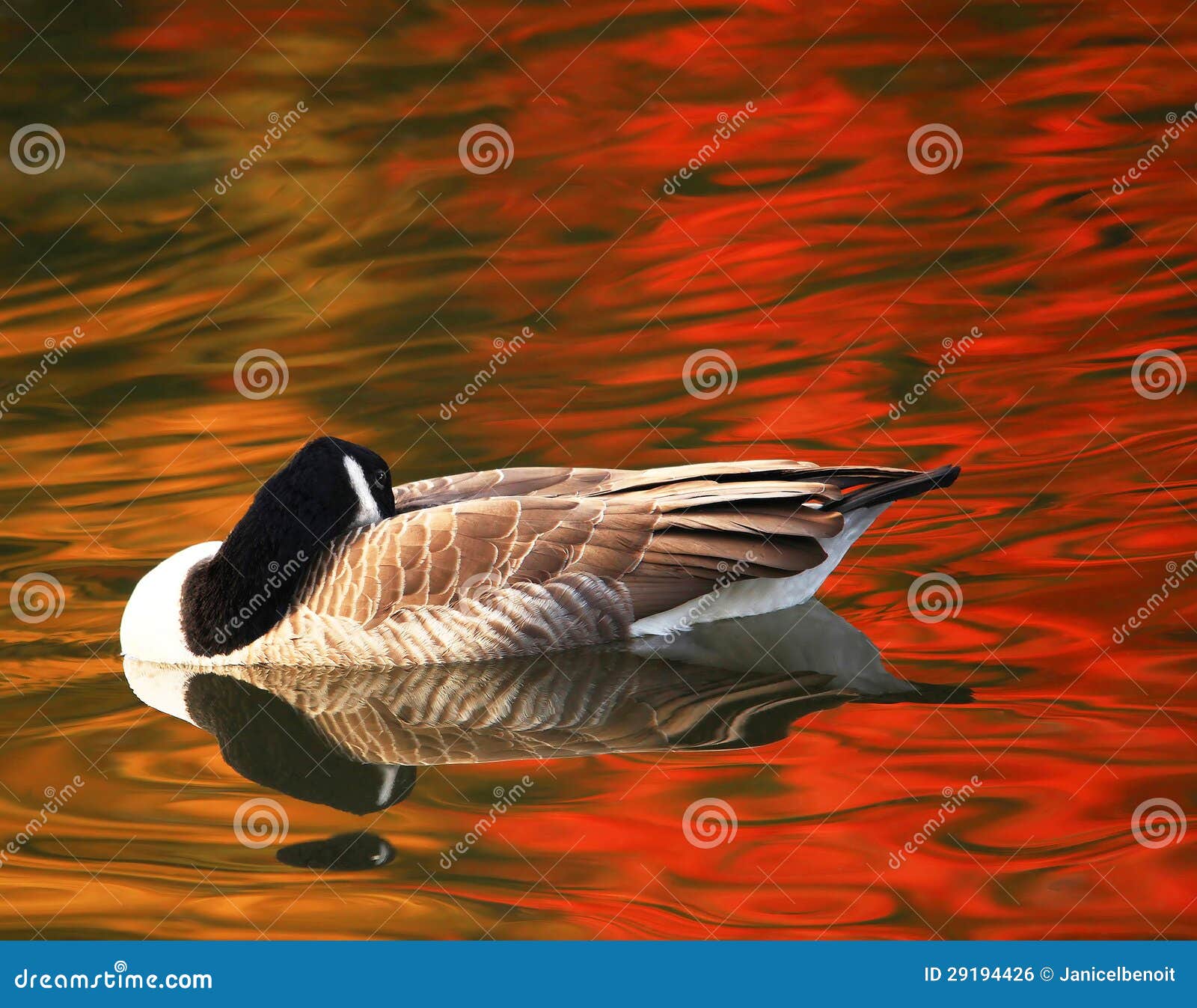 Fiery Goose stock photo. Image of animal, goose, gold - 29194426