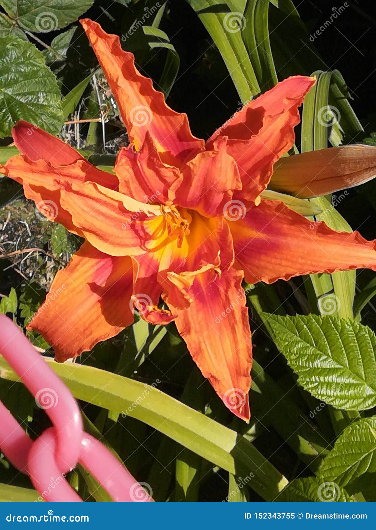 The fiery lily stock image. Image of flower, fire, lily - 152343755