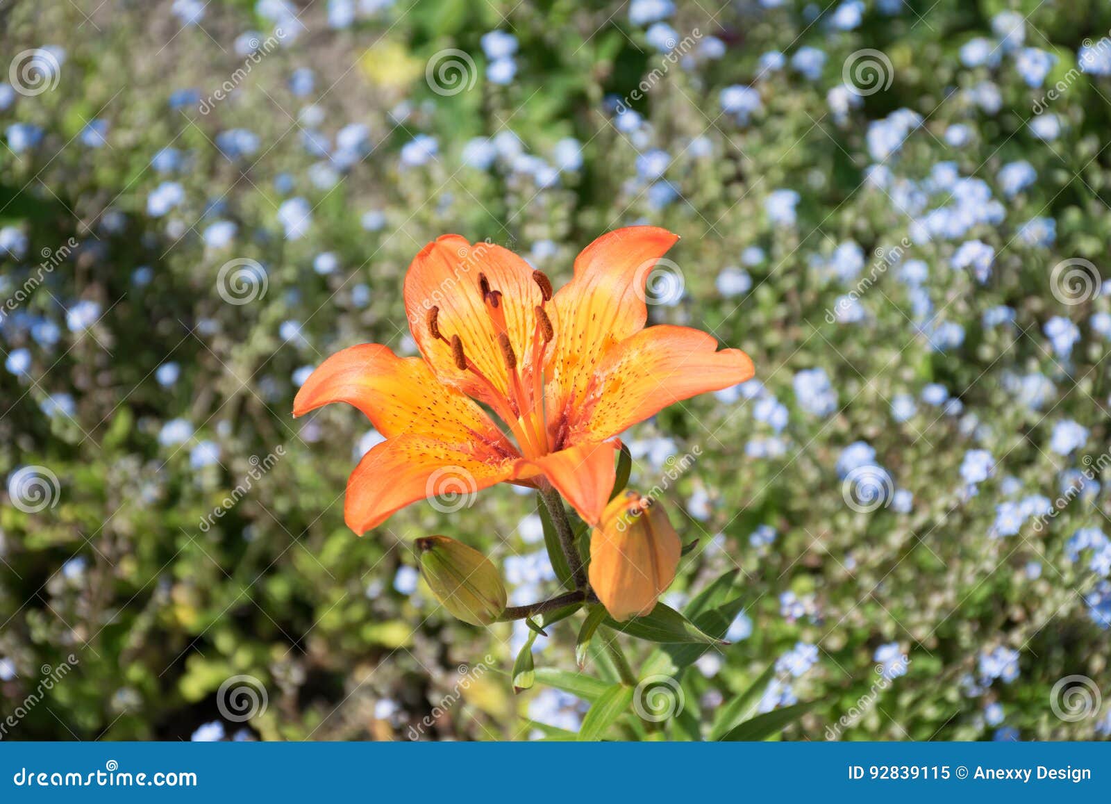 Fiery Lily stock image. Image of plant, vegetation, lily - 92839115
