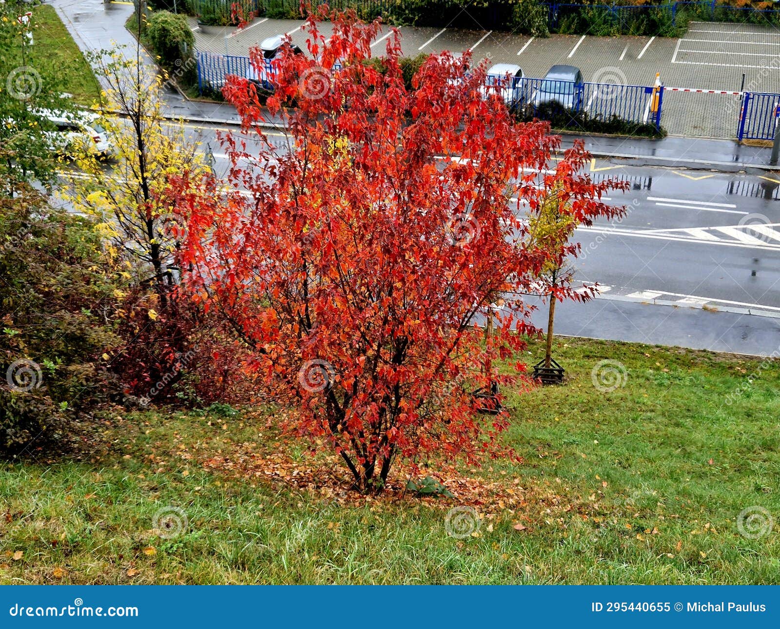 Fiery Maple Tatar Maple it is Naturally a Multi-stemmed Shrub with a ...