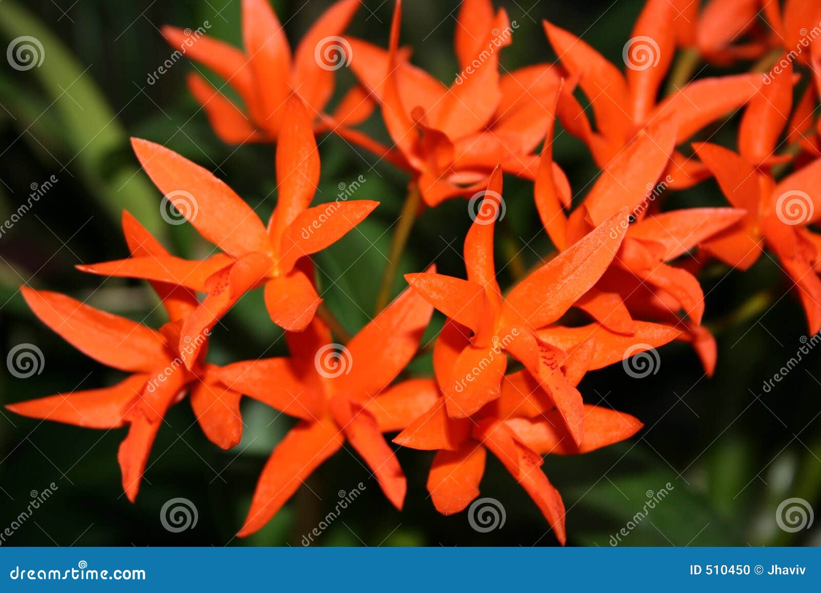Fiery Orchids stock photo. Image of beauty, alluring, colorful - 510450