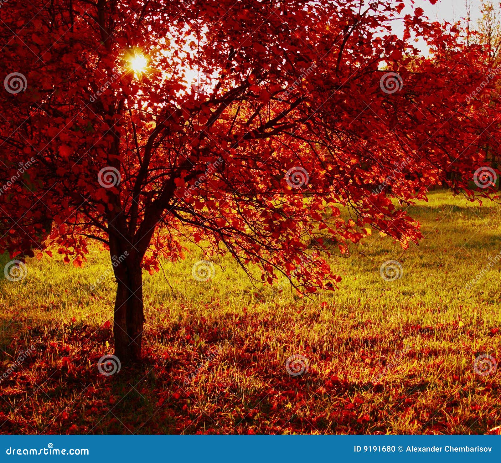 Fiery red bush stock photo. Image of lush, grass, foliage - 9191680