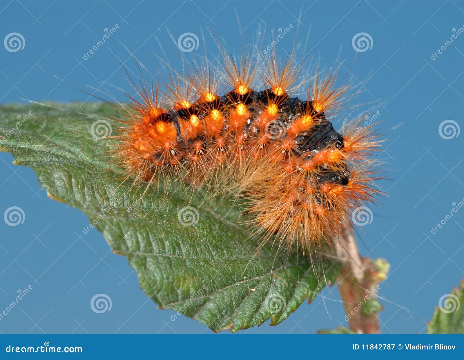 Fiery-red caterpillar. stock image. Image of dots, creature - 11842787