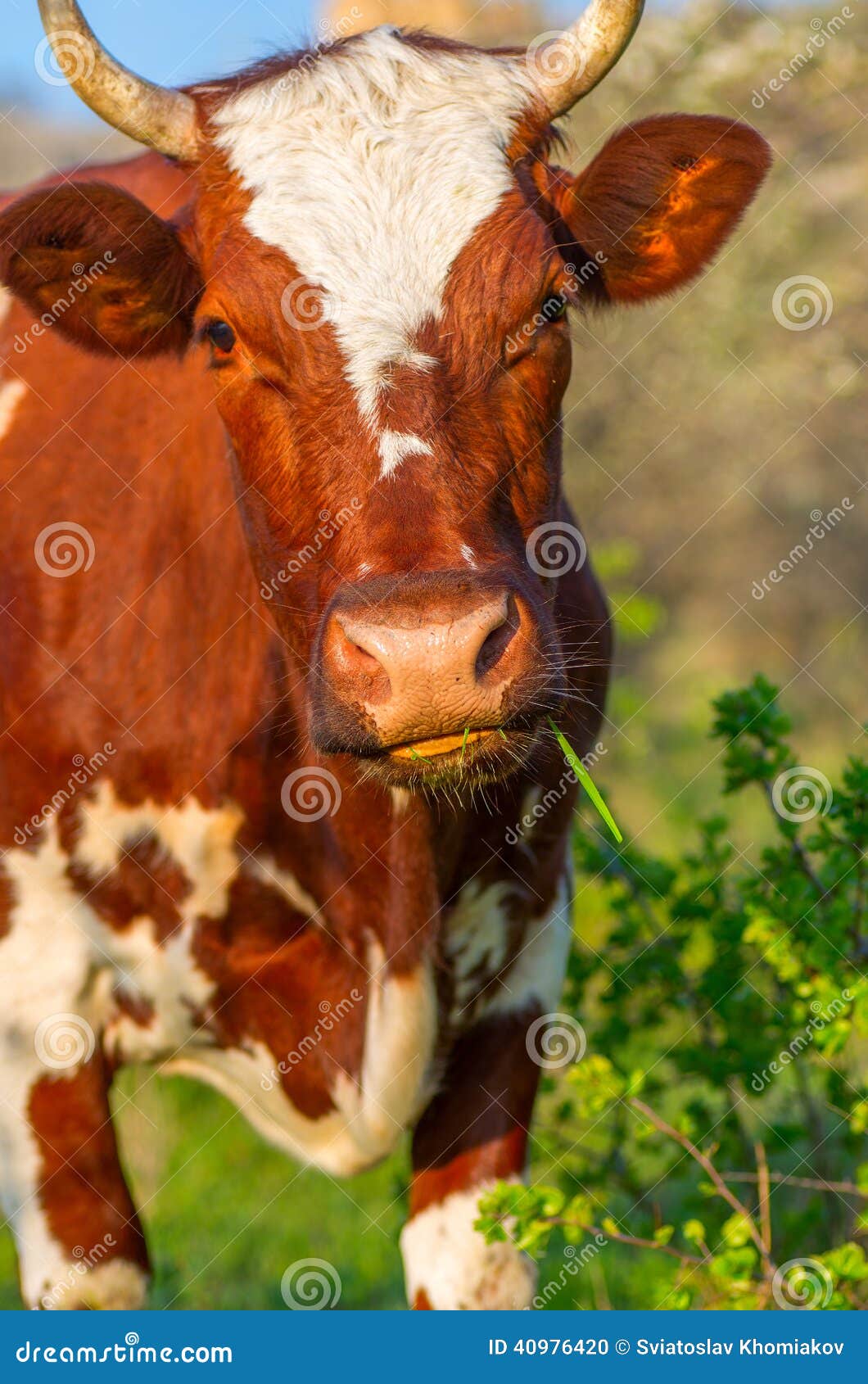 Fiery red cow eats stock photo. Image of heifer, grass - 40976420