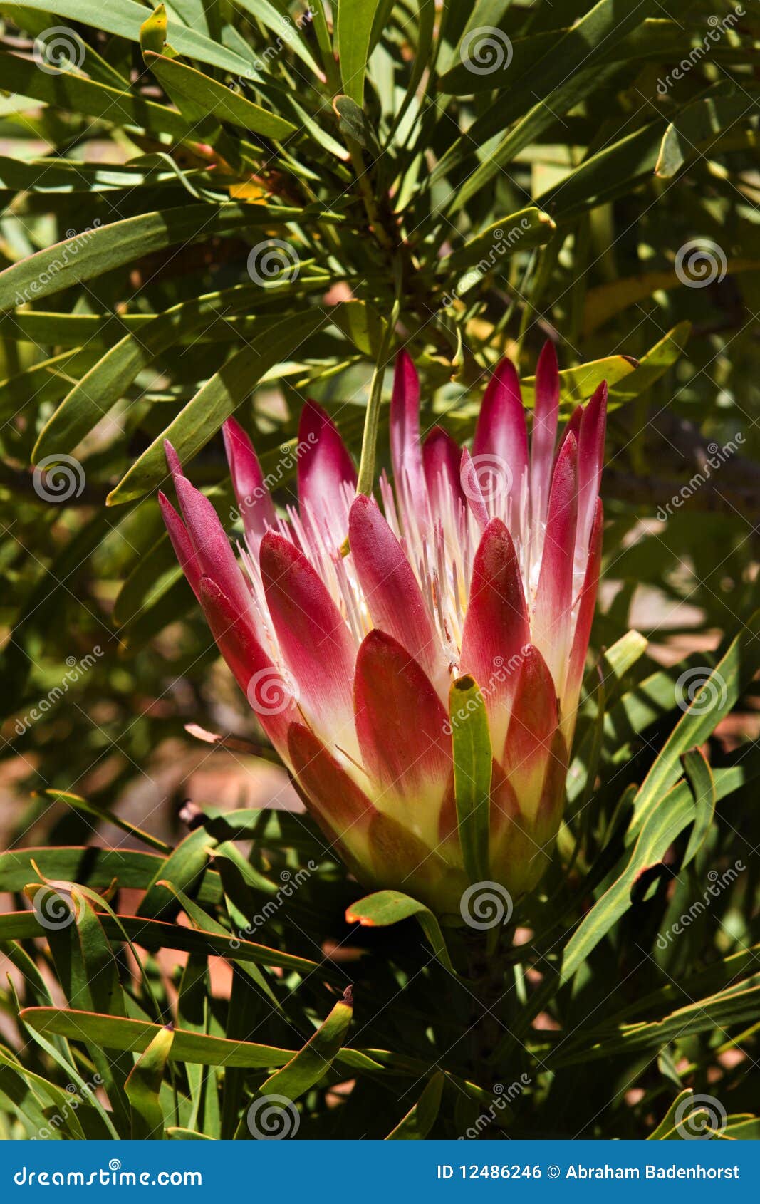 A fiery red protea stock photo. Image of indigenous, rosy - 12486246