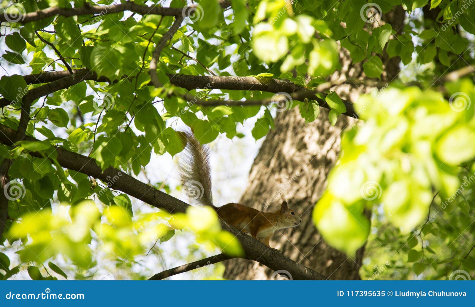 A fiery red squirrel on stock image. Image of green - 117395635