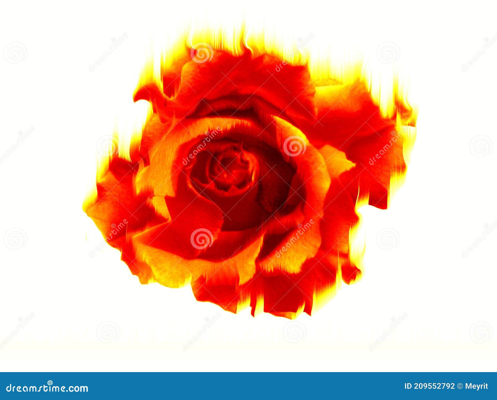 Fiery Rose on a White Background Stock Photo - Image of color, yellow ...