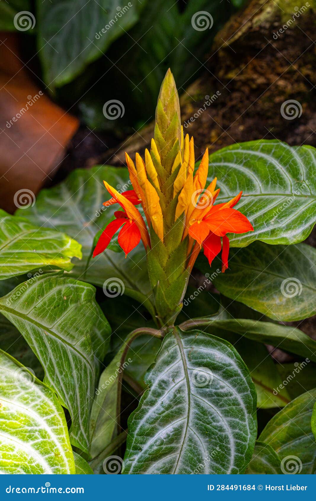 Fiery Spike (Aphelandra Aurantiaca) Stock Photo - Image of fiery ...