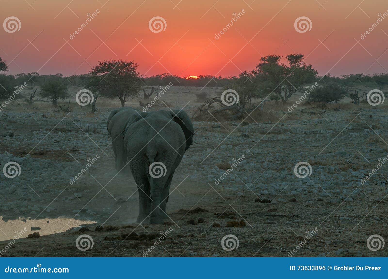 Fiery Sunset with Elephants Walking into the Sunset Stock Photo - Image ...