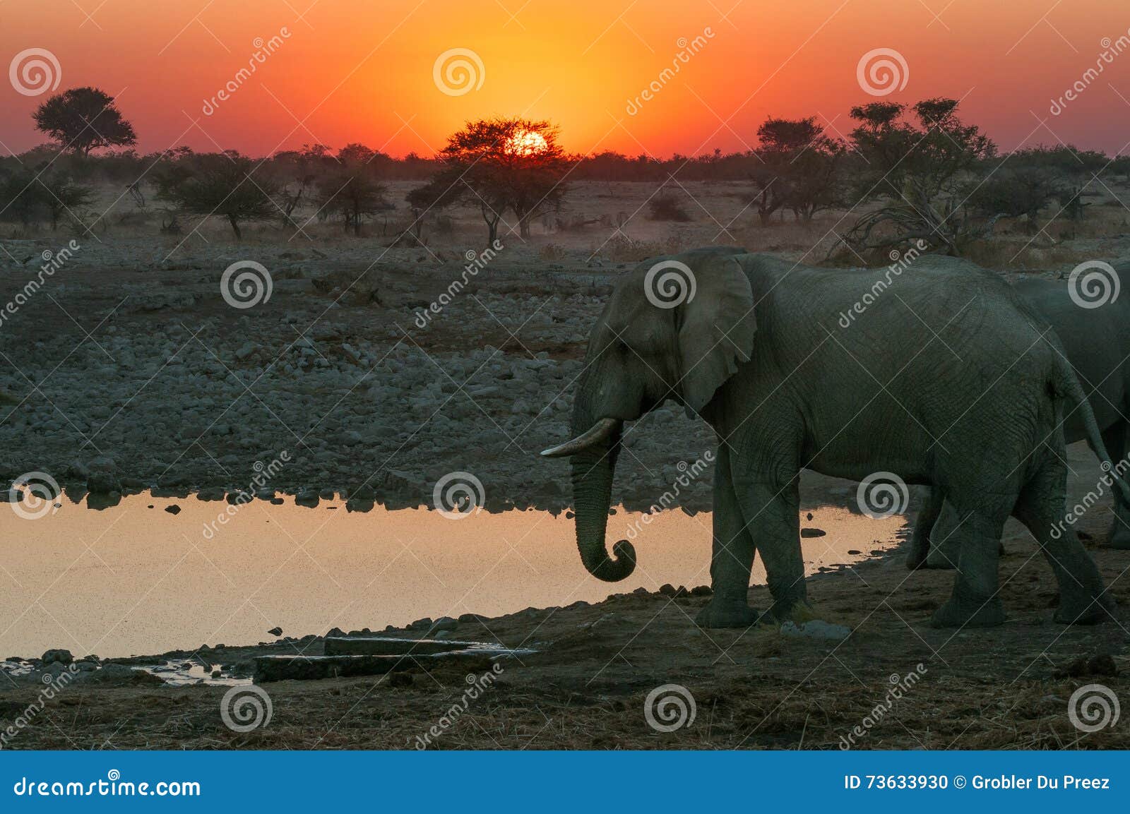 Fiery Sunset with Elephants Stock Photo - Image of dusty, sunset: 73633930