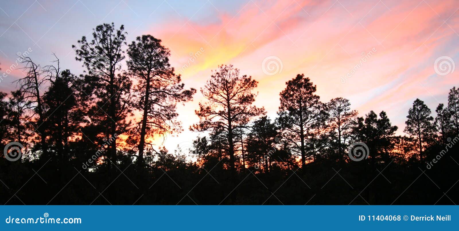 A Fiery Sunset Over Ponderosa Pines Stock Photo - Image of nature, tree ...