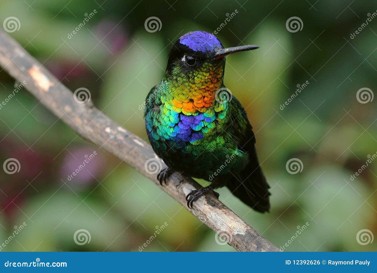 Fiery-throated Hummingbird stock photo. Image of forest - 12392626