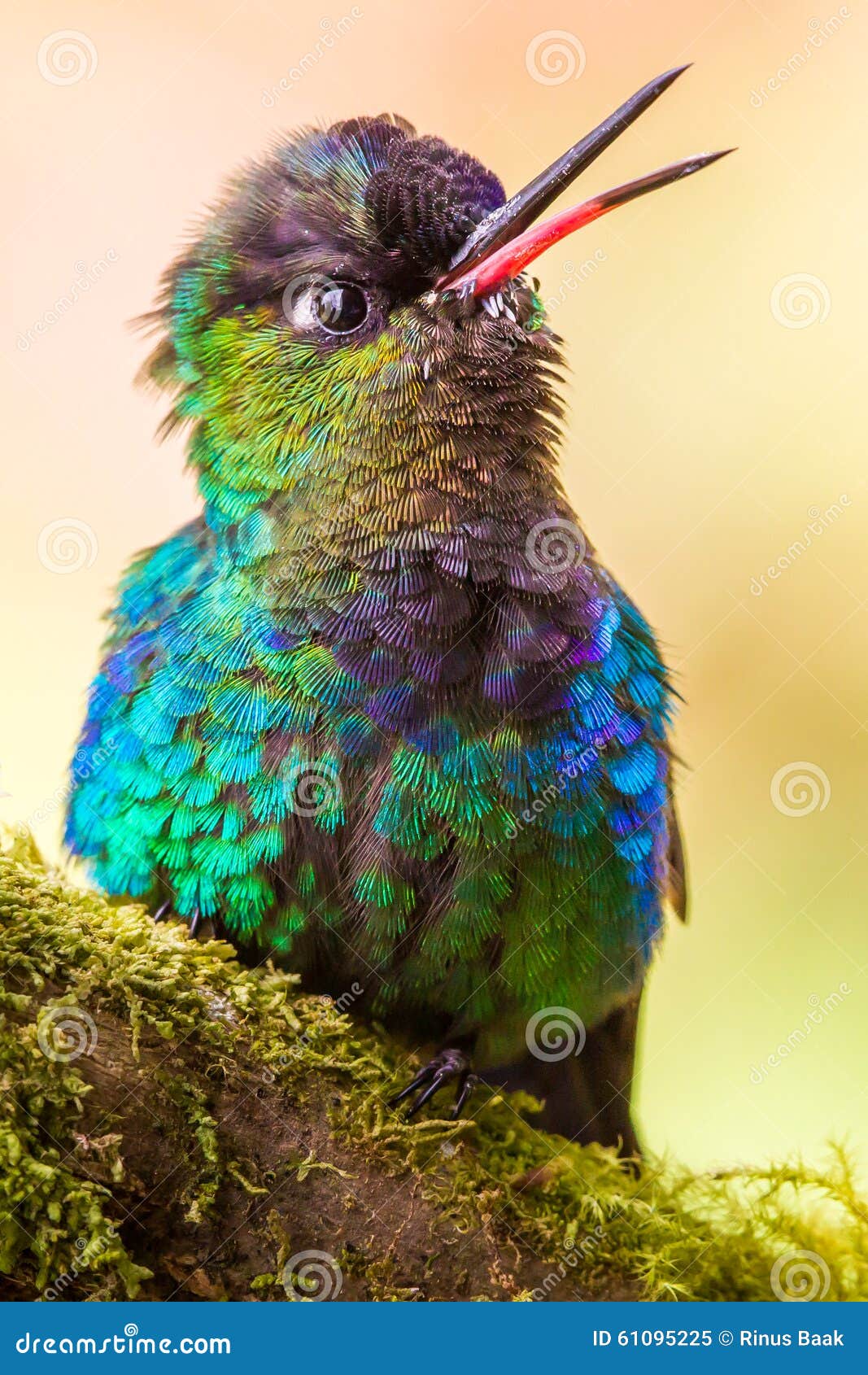 Fiery Throated Hummingbird stock image. Image of rica - 61095225